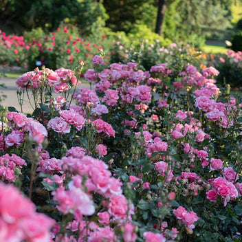 Double Delight Rose - Hybrid Tea - Exceptionally Fragrant – Heirloom Roses
