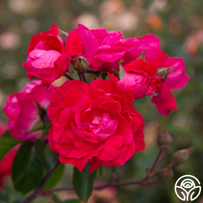 Party Hardy Shrub Rose | Pink Rose Plant – Heirloom