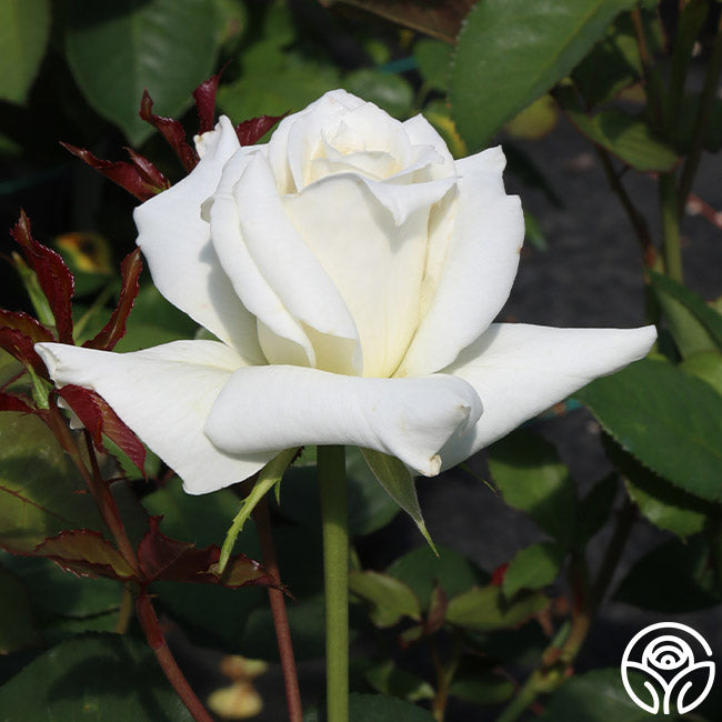 Pascali Rose - Hybrid Tea - Lightly Fragrant – Heirloom Roses