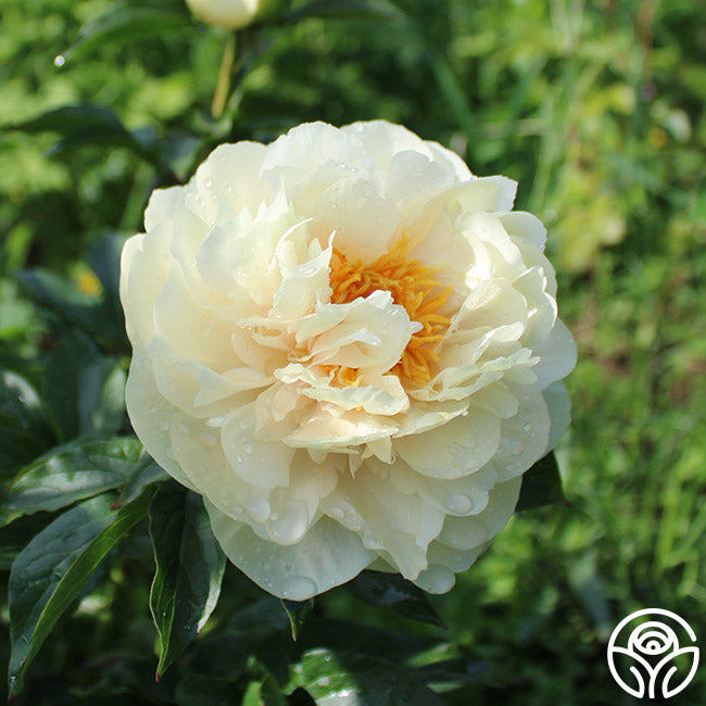 Pastelegance | Live Peo – Heirloom Roses