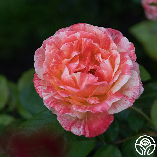 Peach Swirl™ – Heirloom Roses