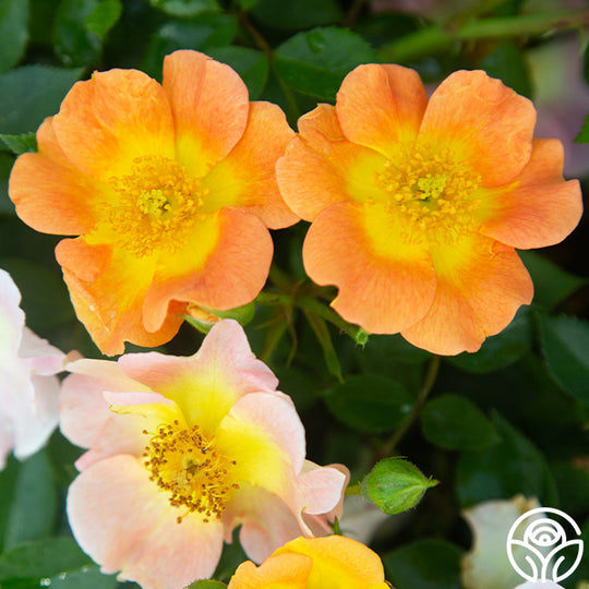 Peachy Creeper Rose - Shrub - Lightly Fragrant – Heirloom Roses