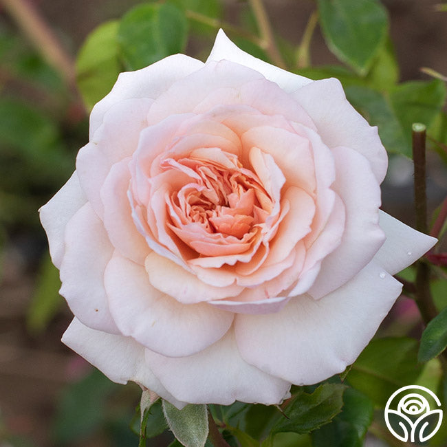 Penny Lane English Legend Rose | Apricot Rose Bush – Heirloom Roses