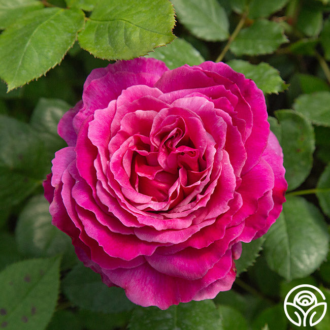 Perfume Factory Hybrid Tea Rose | Fragrant Rose Plant – Heirloom Roses