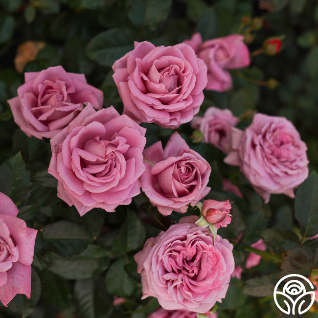 Perfumed Kiss® - Purple Rose Plant – Heirloom Roses