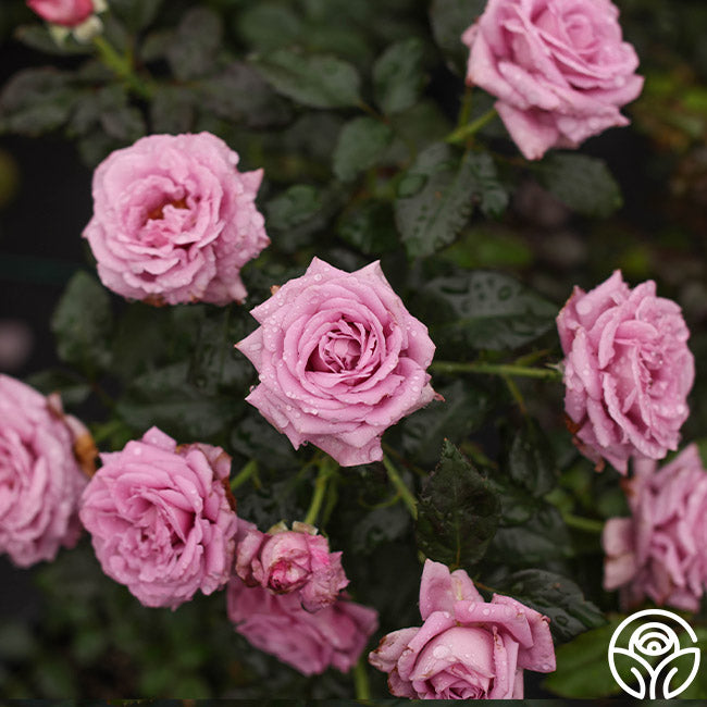 Perfumed Kiss® - Purple Rose Plant – Heirloom Roses