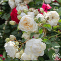 Perpetually Yours Rose - English Legend - Moderately Fragrant ...