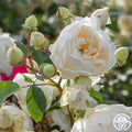 Perpetually Yours Rose - English Legend - Moderately Fragrant ...