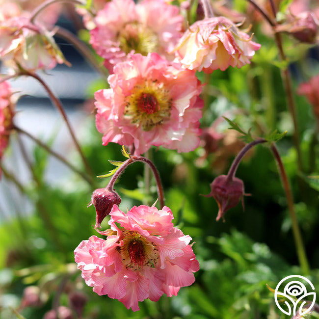 Pretticoats™ Peach – Heirloom Roses