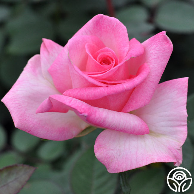 Pink Promise – Heirloom Roses