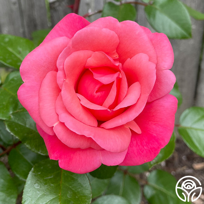 Pink Flamingo™ | Pink Shrub Rose Bush – Heirloom Roses