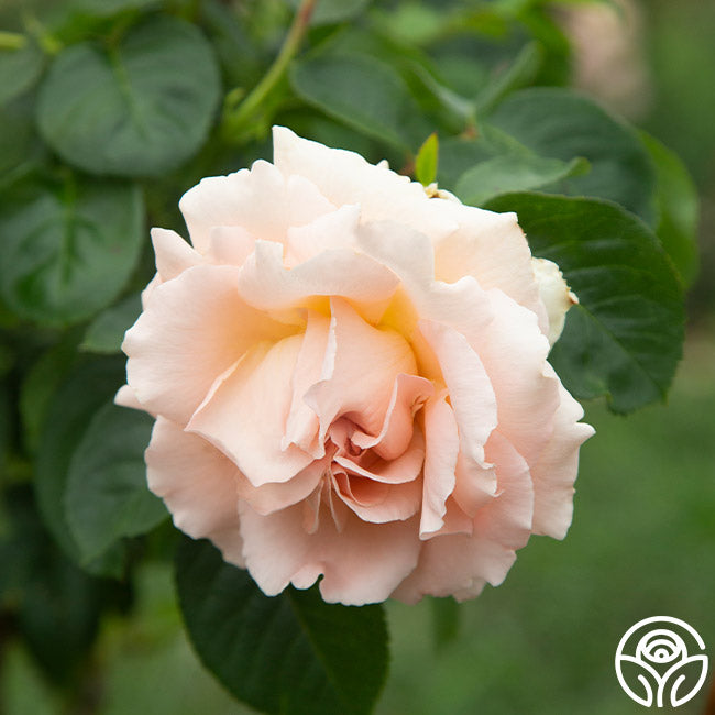 Polka Rose - Climbing Roses - Very Fragrant – Heirloom Roses
