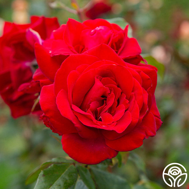 Precious Platinum Hybrid Tea Rose | Red Rose Plant – Heirloom Roses