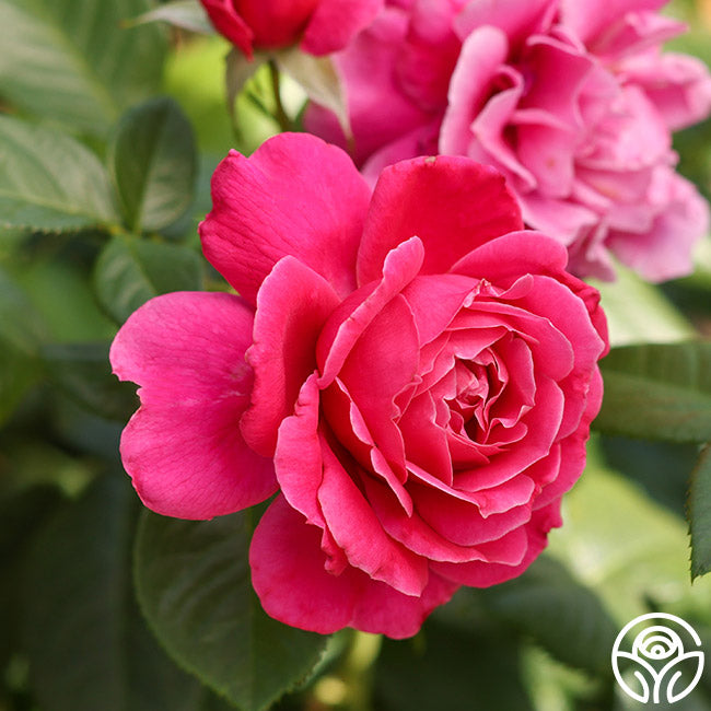 Pretty Lady Rose Hybrid Tea Rose | Pink Rose Plant – Heirloom