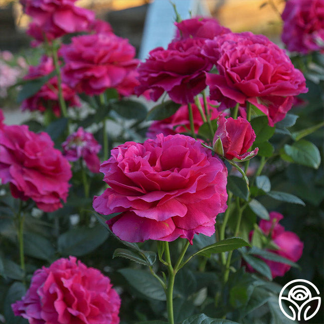 Pretty Lady Rose Rose - Hybrid Tea - Moderately Fragrant – Heirloom Roses