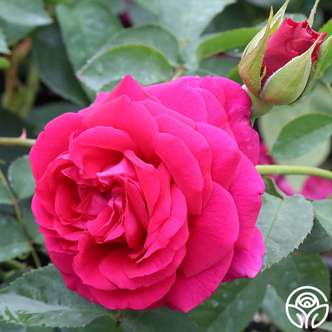 Princess Elise Rose - Shrub - Exceptionally Fragrant – Heirloom Roses