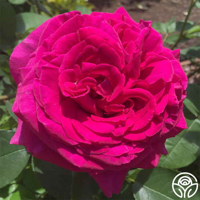 Princess Elise Rose - Shrub - Exceptionally Fragrant – Heirloom Roses