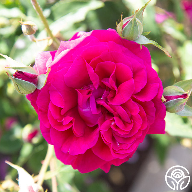 Princess Elise Rose - Shrub - Exceptionally Fragrant – Heirloom Roses