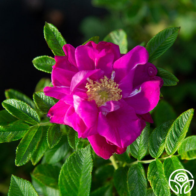 Purple Pavement Rugosa Rose | Fragrant Rose Plant – Heirloom Roses