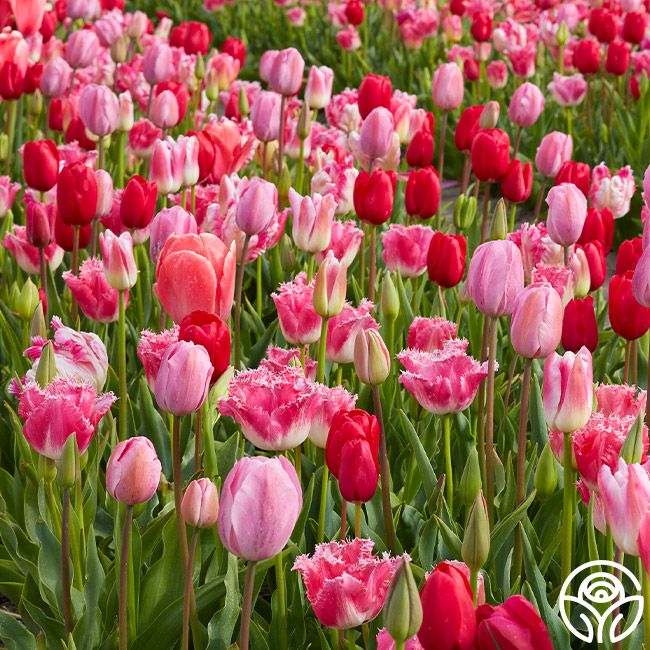 All Season Pink Mix | Tulip Bulbs For Fall Planting – Heirloom
