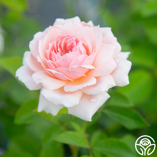 Quietness Rose - Hardy - Moderately Fragrant – Heirloom Roses Quietness Rose - Hardy - Moderately Fragrant – Heirloom Roses