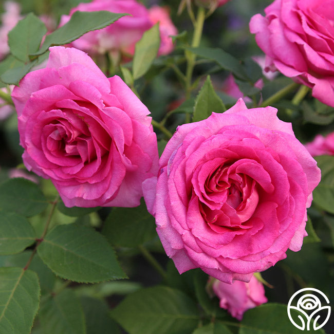 Raspberry Cupcake Hybrid Tea Rose | Fragrant Rose Plant – Heirloom Roses