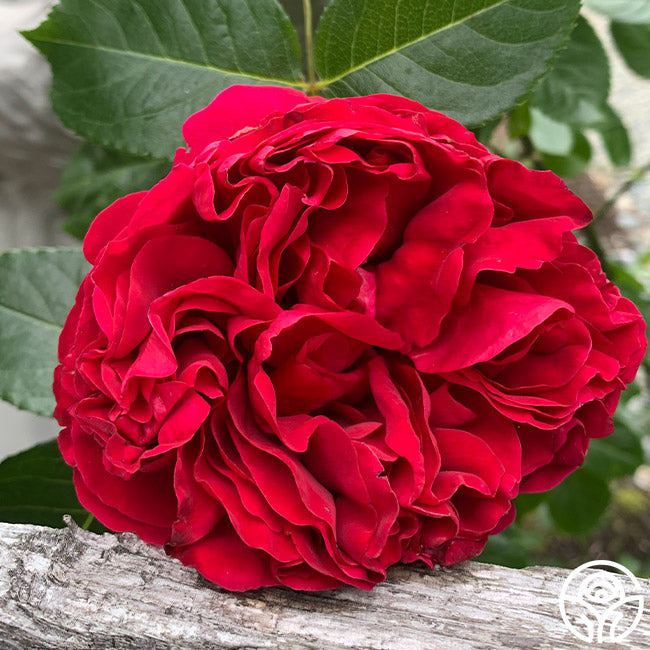 Red Eden Rose - Climbing Roses - Very Fragrant – Heirloom Roses