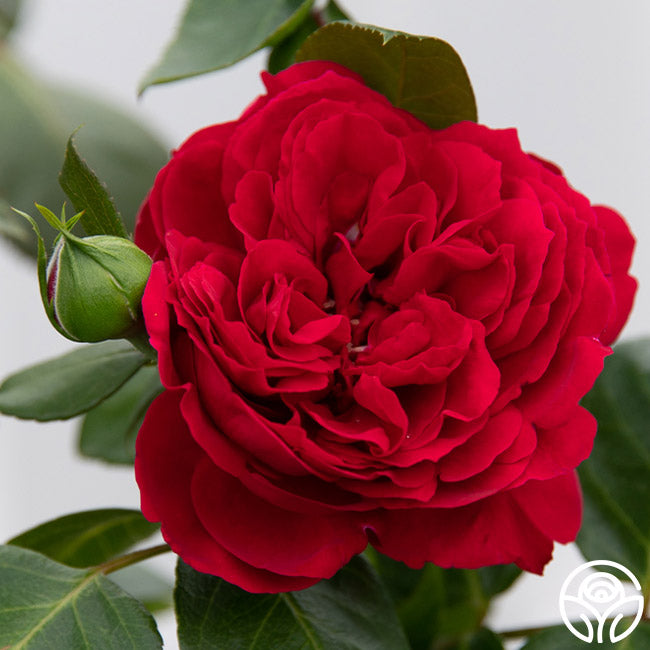 Red Eden Rose - Climbing Roses - Very Fragrant – Heirloom Roses