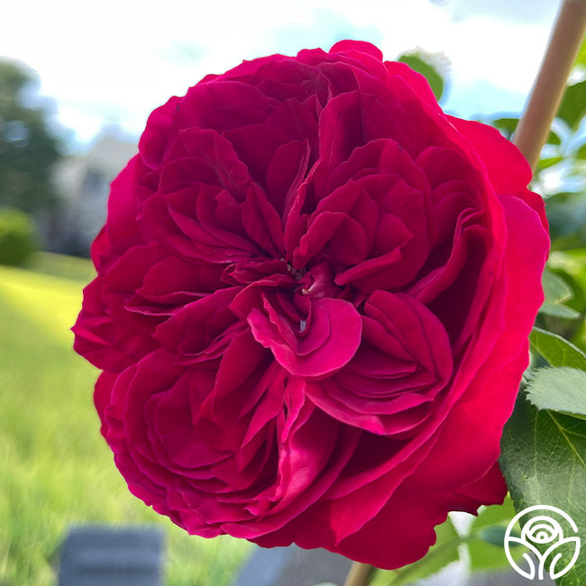Red Eden Rose - Climbing Roses - Very Fragrant – Heirloom Roses