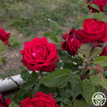 Red Masterpiece Rose - Hybrid Tea - Exceptionally Fragrant – Heirloom Roses