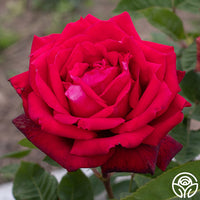Red Masterpiece Rose - Hybrid Tea - Exceptionally Fragrant – Heirloom Roses