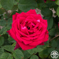 Red Masterpiece Rose - Hybrid Tea - Exceptionally Fragrant – Heirloom Roses