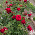 Red Masterpiece Rose - Hybrid Tea - Exceptionally Fragrant – Heirloom Roses