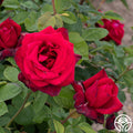Red Masterpiece Rose - Hybrid Tea - Exceptionally Fragrant – Heirloom Roses