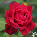 Red Masterpiece Rose - Hybrid Tea - Exceptionally Fragrant – Heirloom Roses