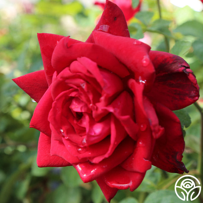 Red Masterpiece Rose - Hybrid Tea - Exceptionally Fragrant – Heirloom Roses
