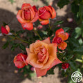Remember Me Rose - Hybrid Tea - Very Fragrant – Heirloom Roses