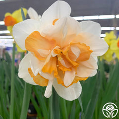 Replete | Daffodil Flower – Heirloom