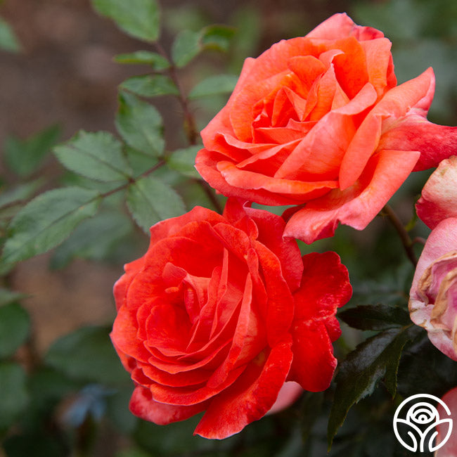 Robert Clements Rose - Shrub - Very Fragrant – Heirloom Roses