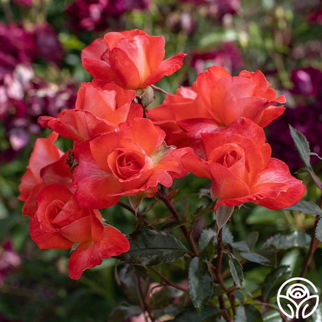 Robert Clements Rose - Shrub - Very Fragrant – Heirloom Roses