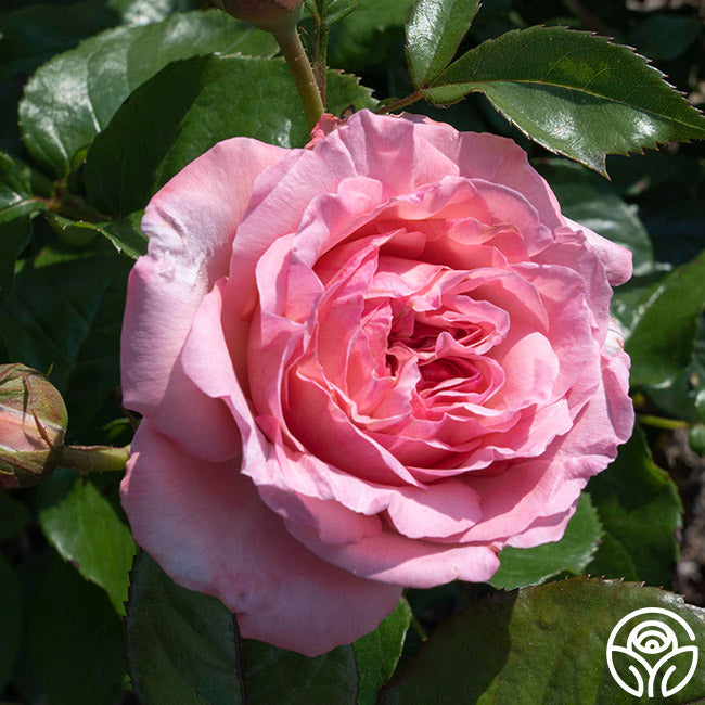 Romantica® Ball Gown Hybrid Tea Rose | Heirloom – Heirloom Roses
