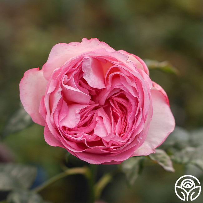 Romantica® Ball Gown Hybrid Tea Rose | Heirloom – Heirloom Roses