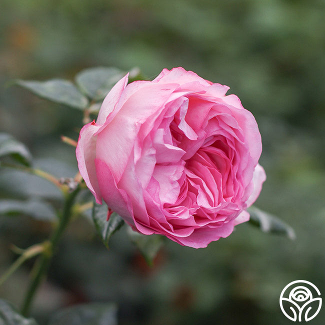 Romantica® Ball Gown Hybrid Tea Rose | Heirloom – Heirloom Roses