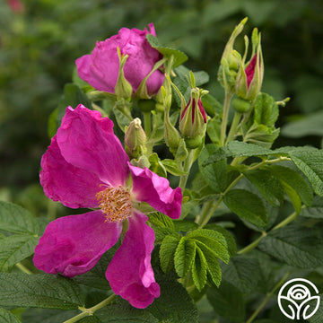 Heirloom Roses: Rugosa Roses