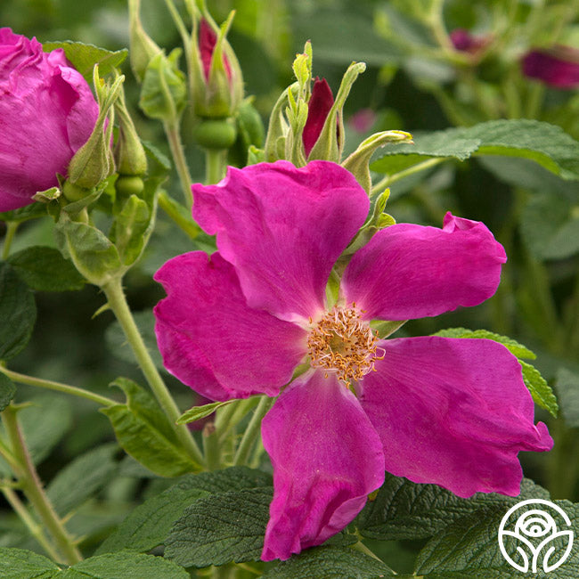 Rosa Rugosa Rugosa Rose | Fragrant Rose Plant – Heirloom Roses