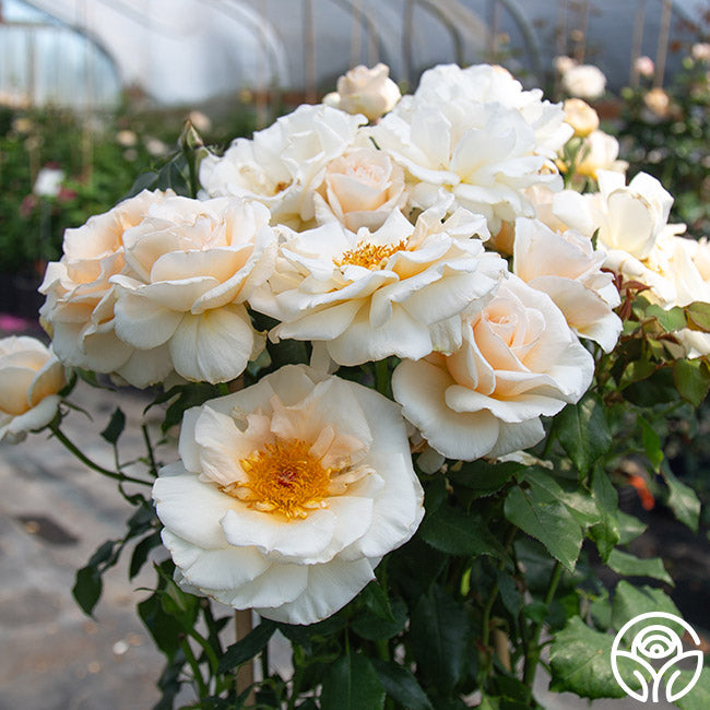 Rose of Rosalie Hybrid Tea Rose | Heirloom