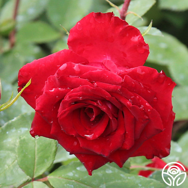 Rouge Rhapsody | Red Floribunda Rose Bush – Heirloom Roses