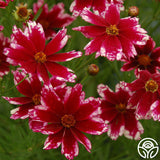 Ruby Frost – Heirloom Roses