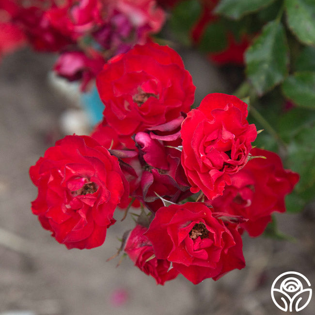 Ruby Meidiland Rose - Landscape - Lightly Fragrant – Heirloom Roses