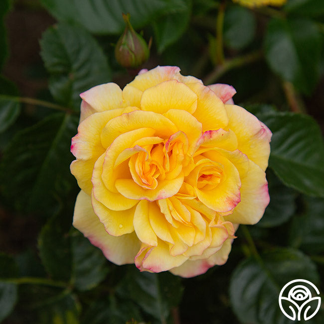 Rugelda Rugosa Rose | Yellow Rose Bush – Heirloom Roses
